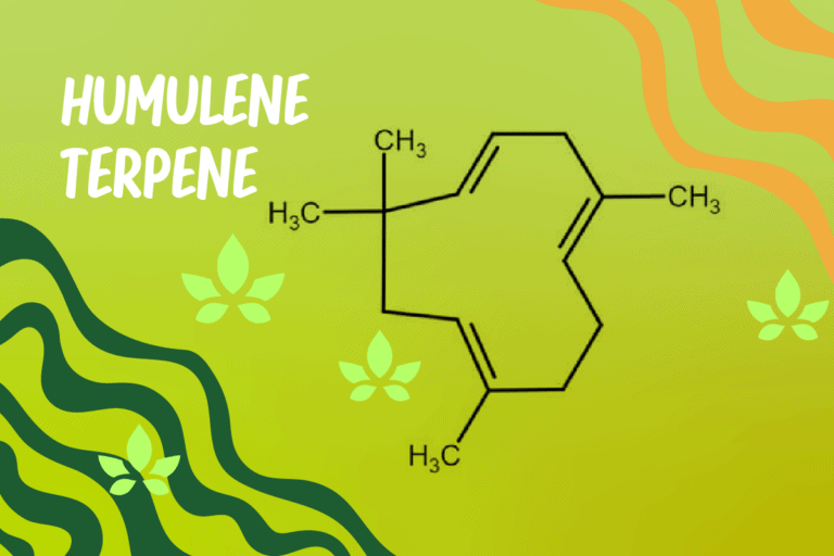 What Is Humulene Terpene? Benefits, Effects, Strains - Siam Green ...