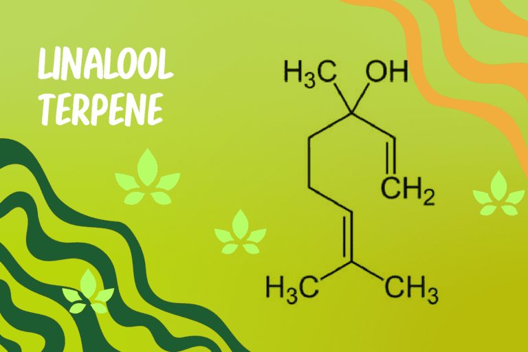 What Is Linalool Terpene? Benefits, Strains, Effects - Siam Green ...